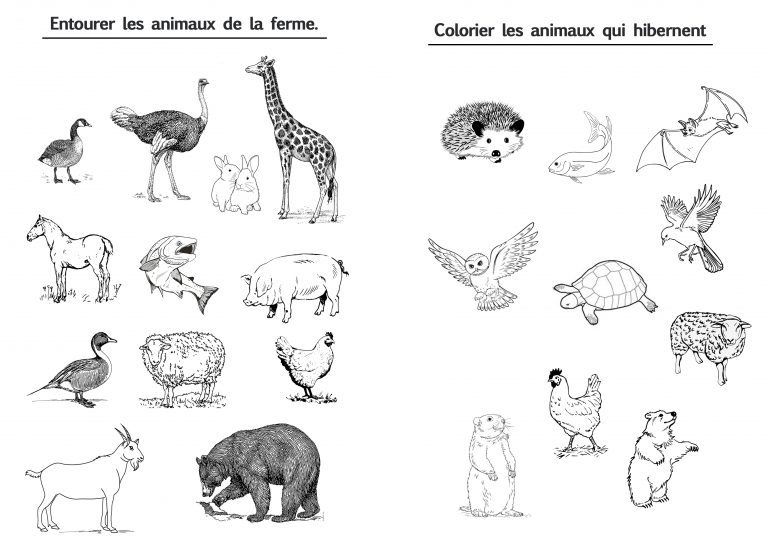 Autour des animaux - Les activités de maman