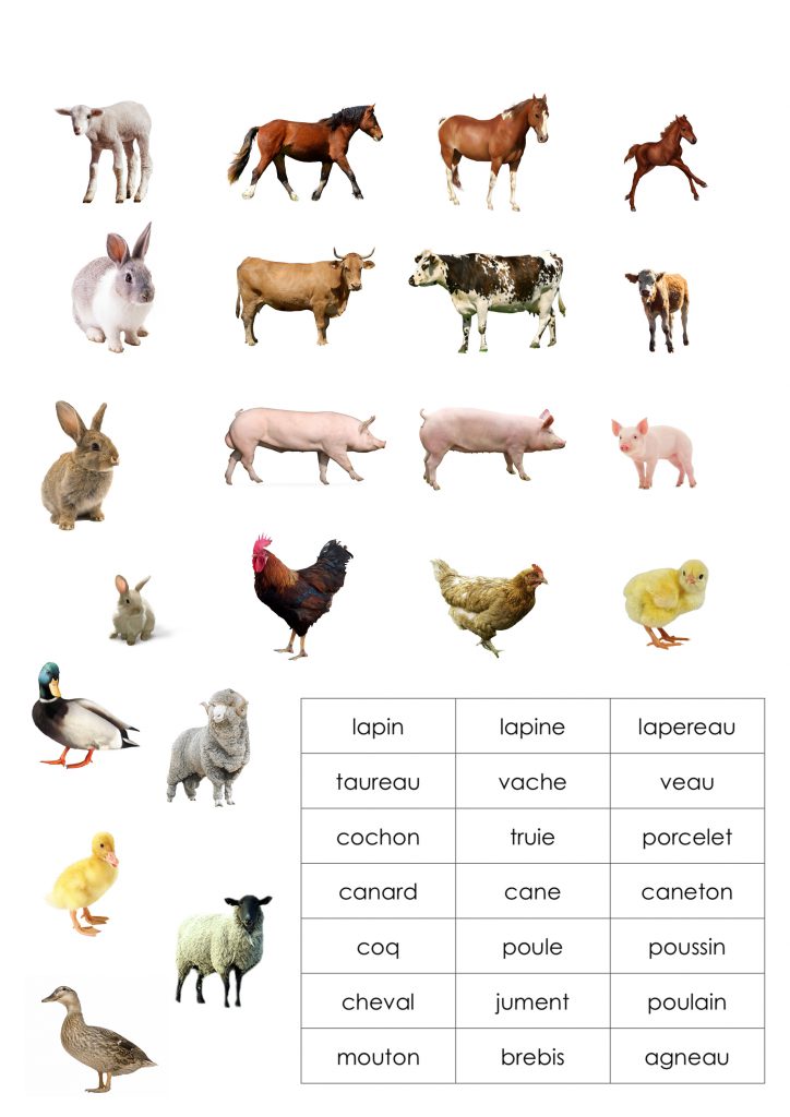 Autour des animaux - Les activités de maman