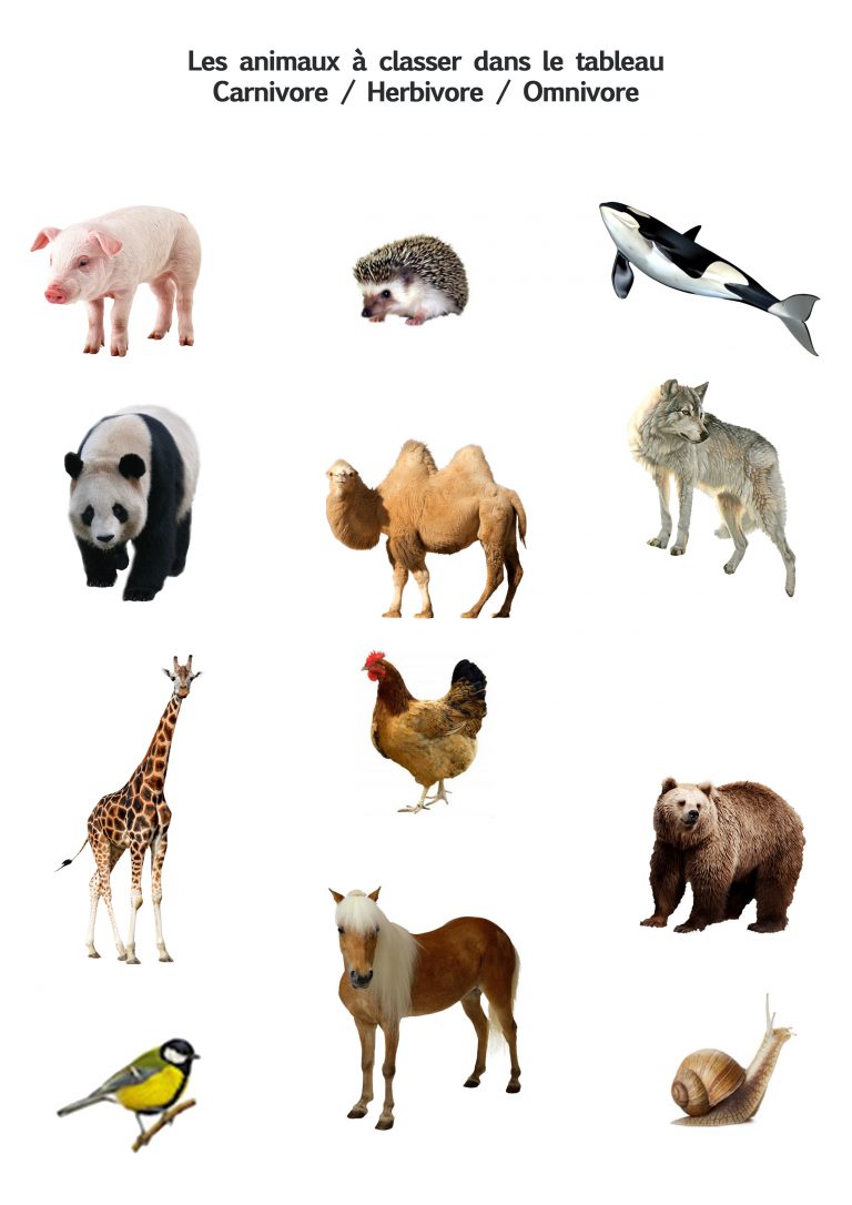 Autour des animaux - Les activités de maman