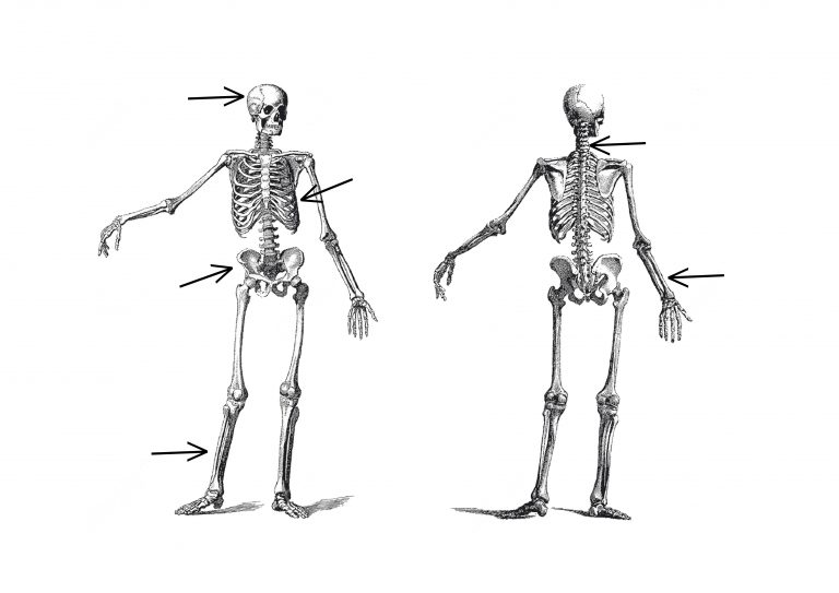 Le squelette - Les activités de maman