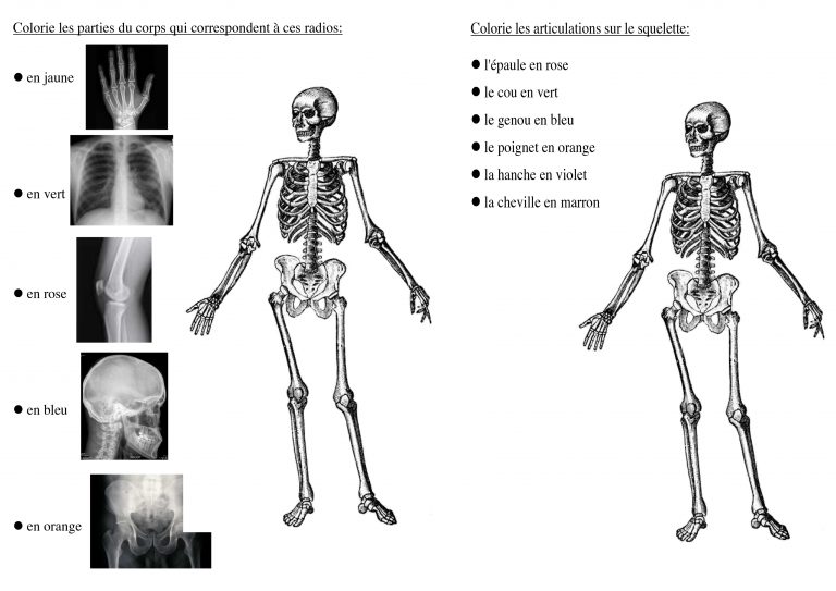 Le squelette - Les activités de maman