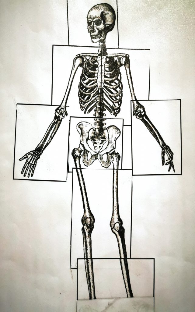 Le squelette - Les activités de maman