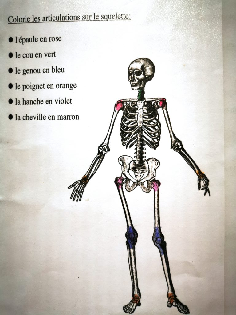 Le squelette - Les activités de maman