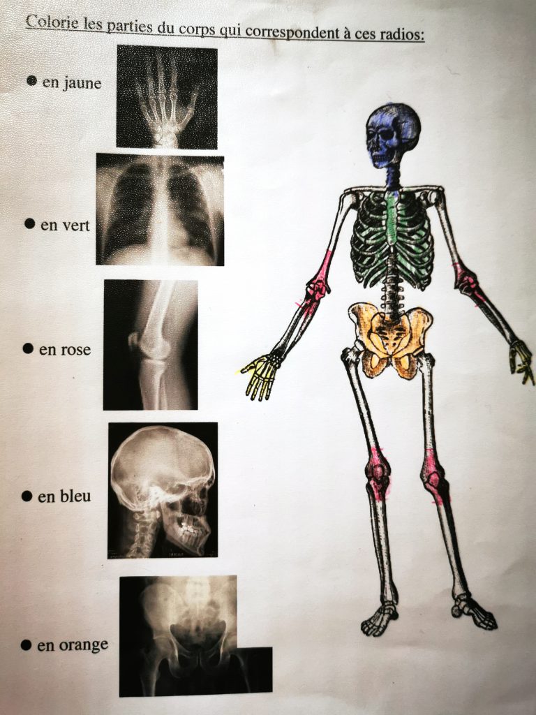 Le squelette - Les activités de maman